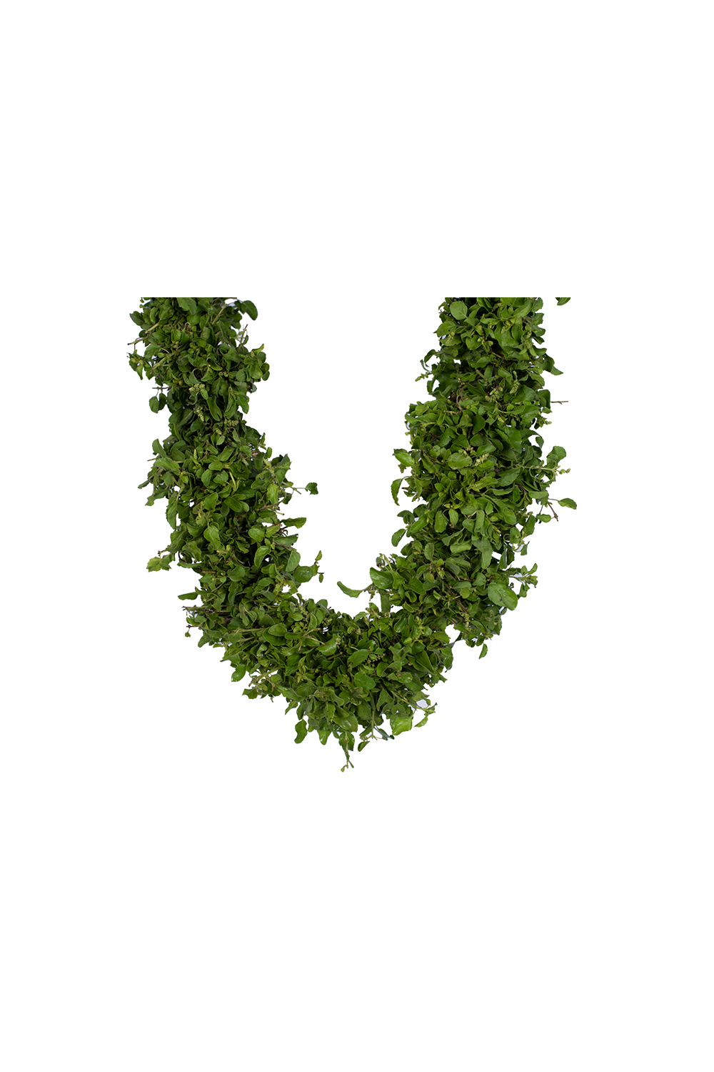 Naati Tulasi String (Basil)